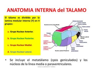 Diencéfalo: Anatomía | PPTX