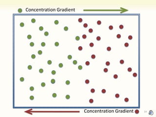 9 diffusion and osmosis (Lab) Thursday 9/19 | PPTX | Chemistry | Science