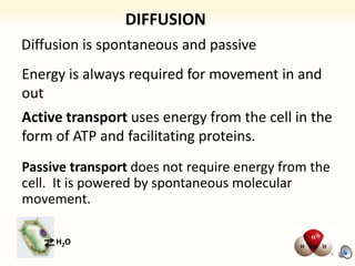 9 diffusion and osmosis (Lab) Thursday 9/19 | PPTX | Chemistry | Science
