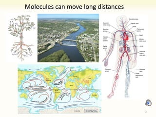 9 diffusion and osmosis (Lab) Thursday 9/19 | PPT