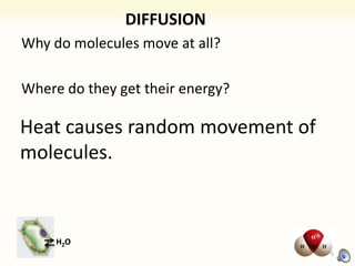 9 diffusion and osmosis (Lab) Thursday 9/19 | PPT