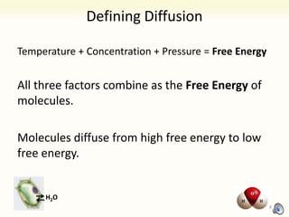 9 diffusion and osmosis (Lab) Thursday 9/19 | PPT