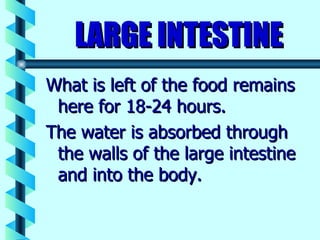 9 Digestive System | PPT