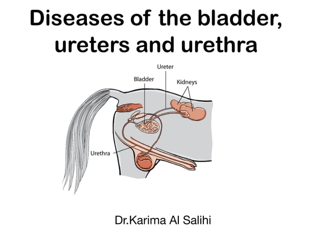 9 diseases of the bladder, ureters and urethra | PDF | Digestive ...