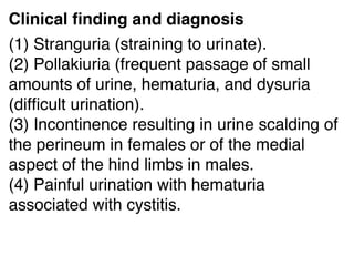 9 diseases of the bladder, ureters and urethra | PDF