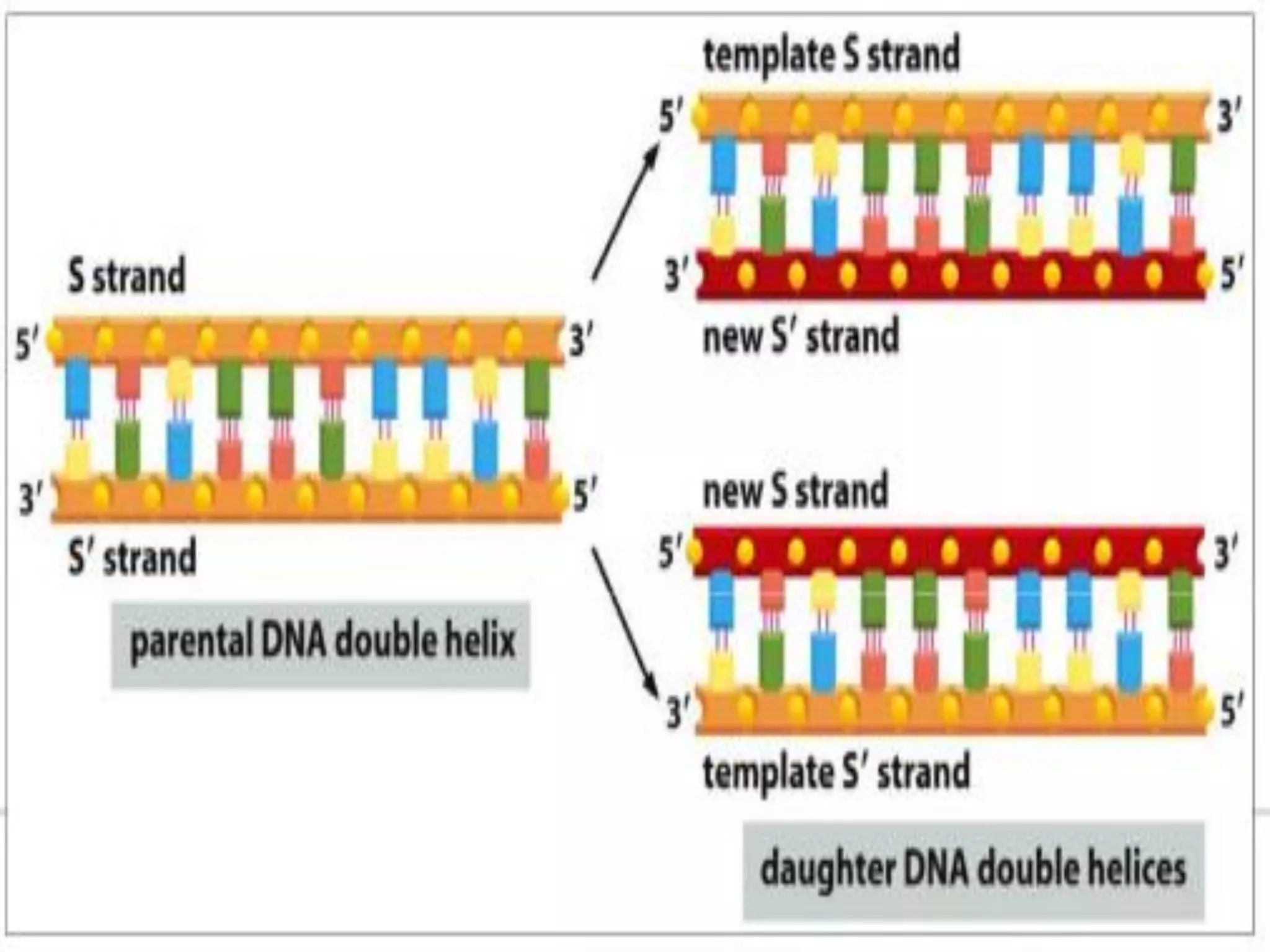 9 DNA replication.pdf
