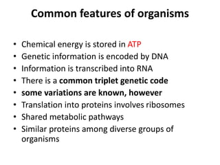 9 DNA replication.pdf