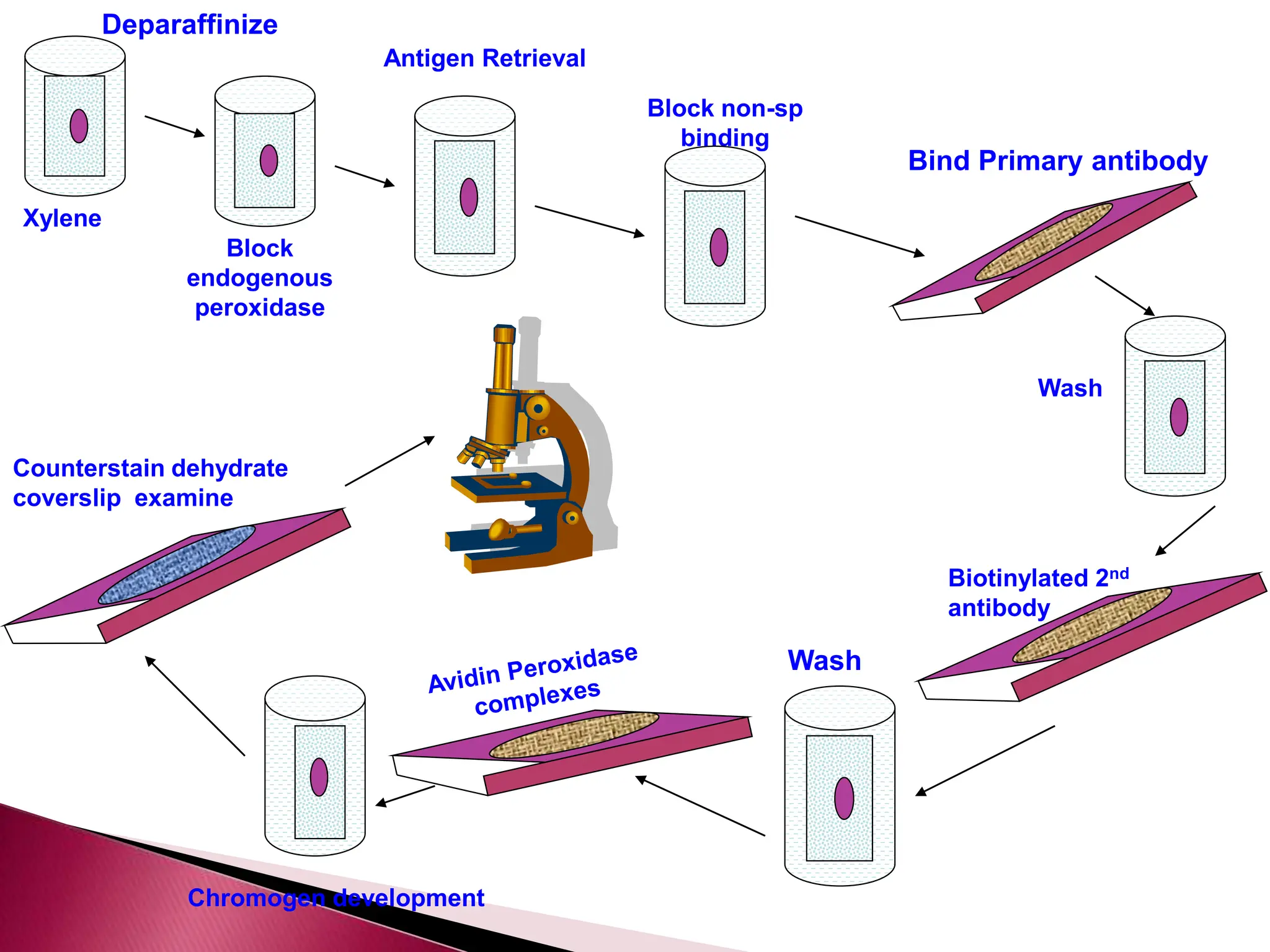 9_Dr Poonam Panjwani Basic principles of IHC.pptx