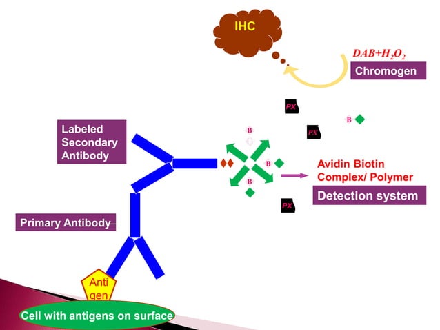 9_Dr Poonam Panjwani Basic principles of IHC.pptx