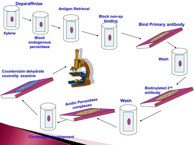 9_Dr Poonam Panjwani Basic principles of IHC.pptx