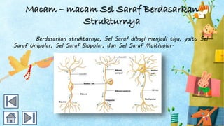 Sel saraf (neuron) | PPTX