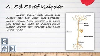 Sel saraf (neuron) | PPTX