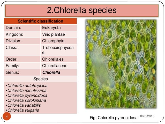 Different strains of Microalgae suitable for biodiesel production 1