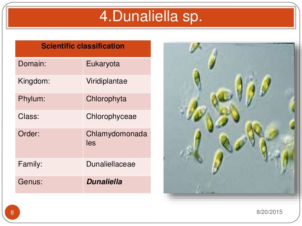 Different strains of Microalgae suitable for biodiesel production 1