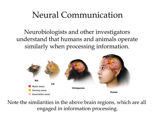 Chapter 2, Myers Psychology 9e | PPT | Brain and Nervous System ...