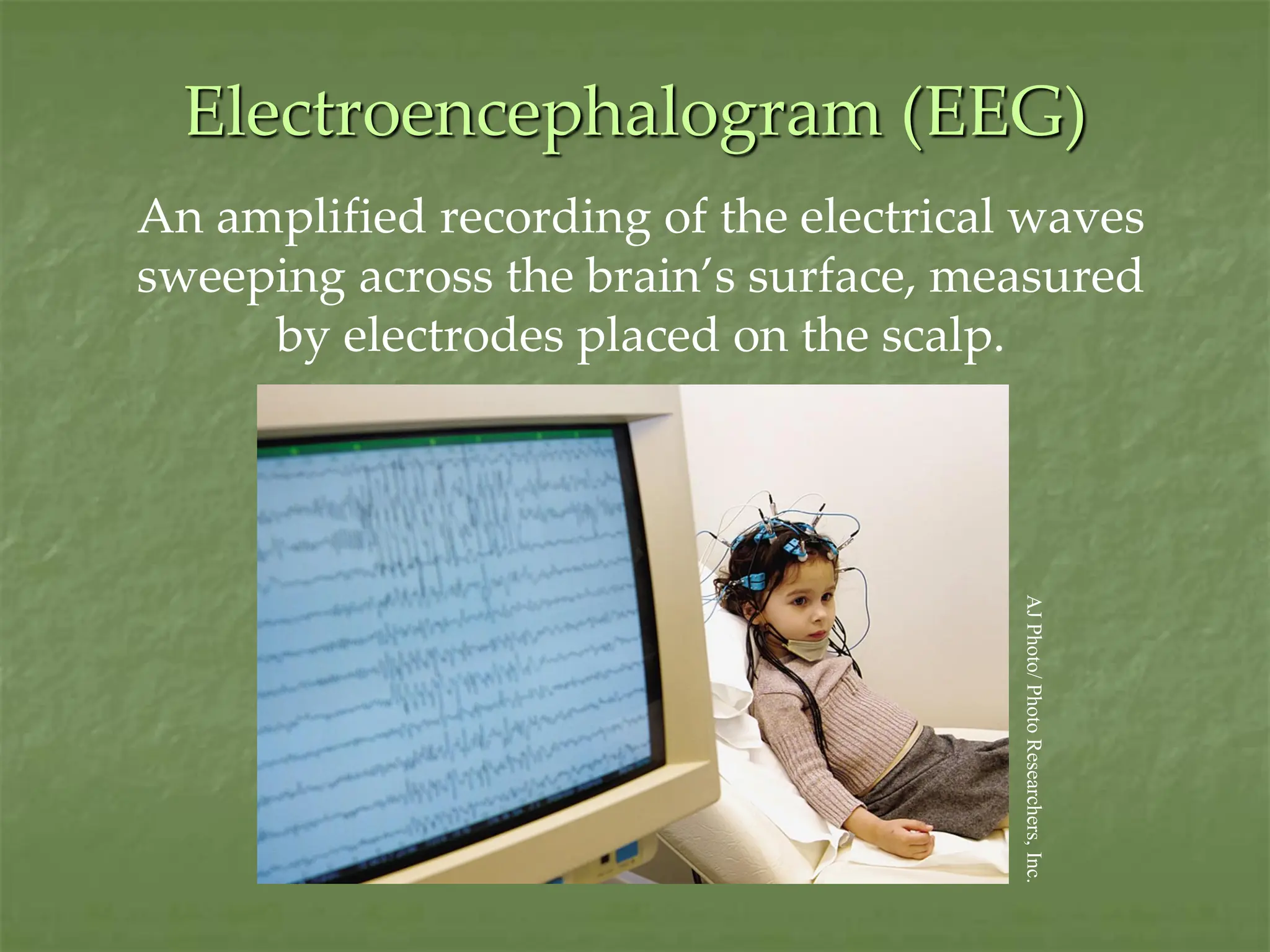 AP psychology Biological bases of behaviour | PPT