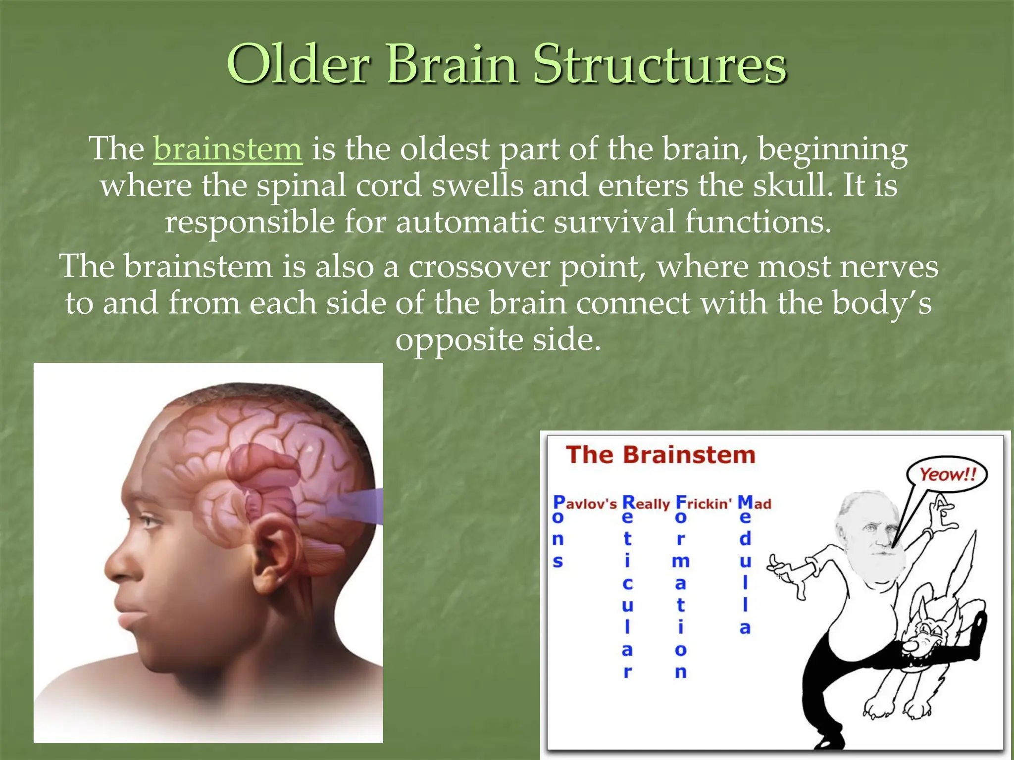 AP psychology Biological bases of behaviour | PPT