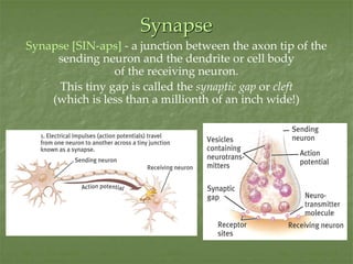 AP psychology Biological bases of behaviour | PDF