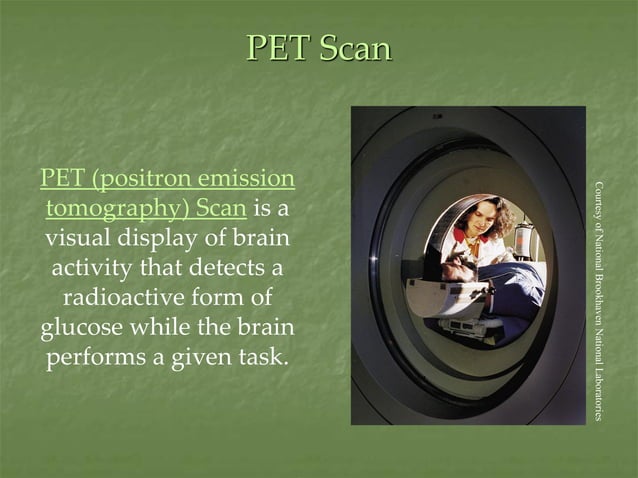 AP psychology Biological bases of behaviour | PPT