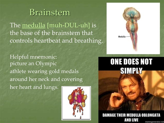 AP psychology Biological bases of behaviour | PPT