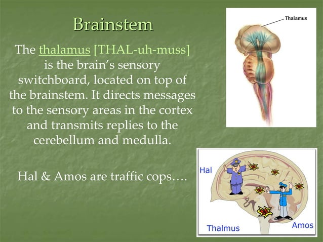 AP psychology Biological bases of behaviour | PPT