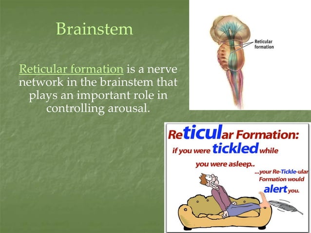 AP psychology Biological bases of behaviour | PPT