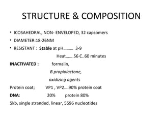 [Micro] parvovirus | PPT