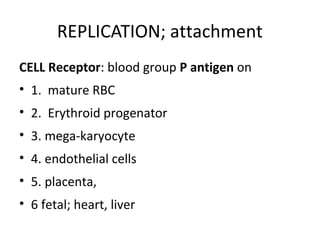 [Micro] parvovirus | PPT