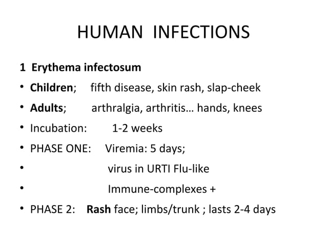 [Micro] parvovirus | PPT
