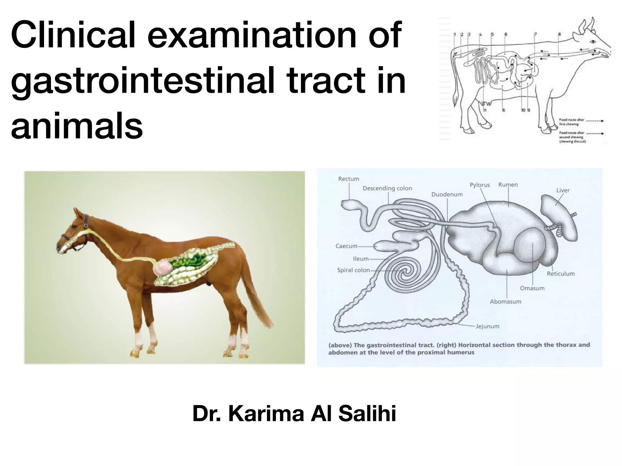 9 examination of digestive system | PDF