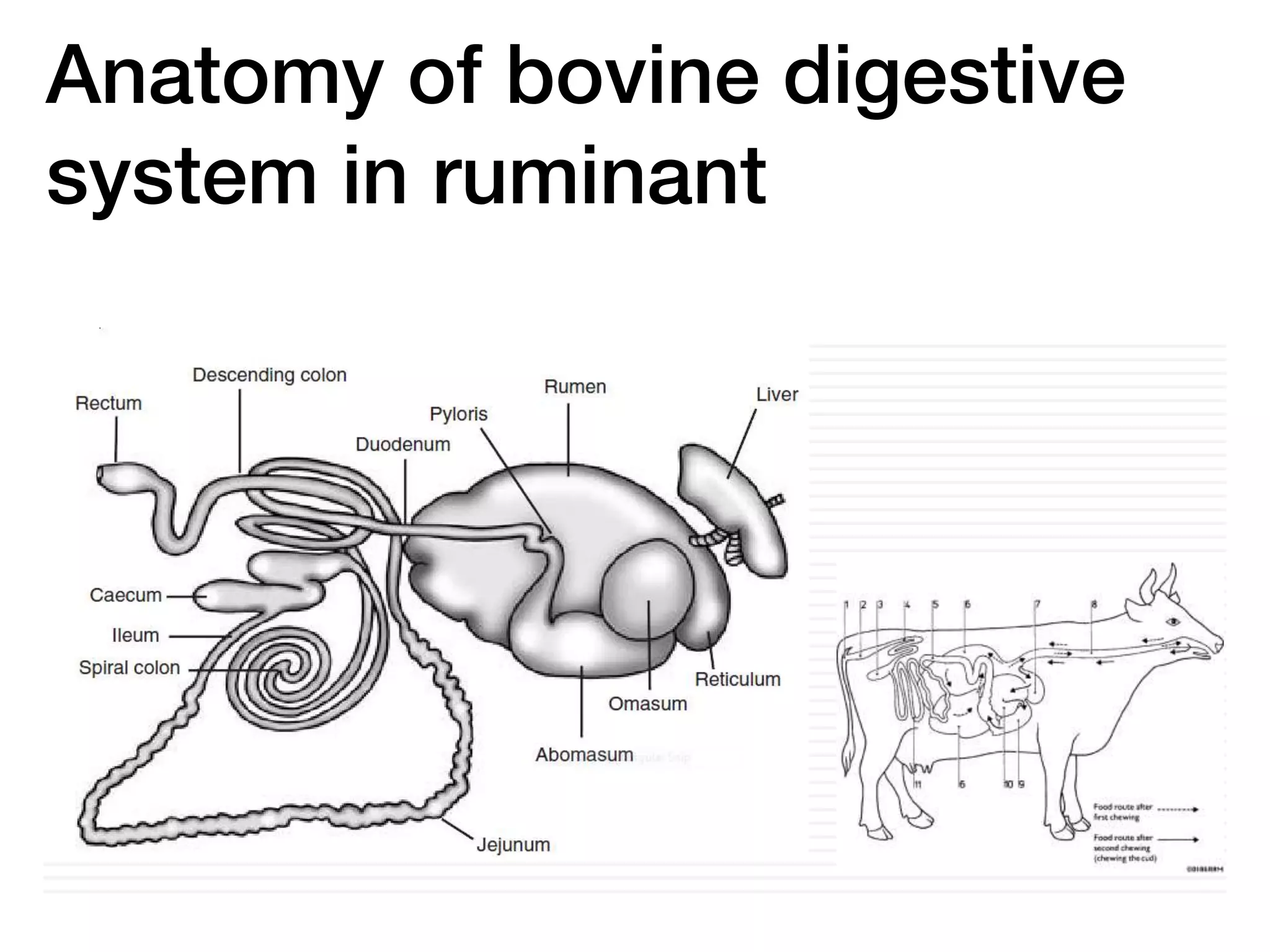 9 examination of digestive system | PDF