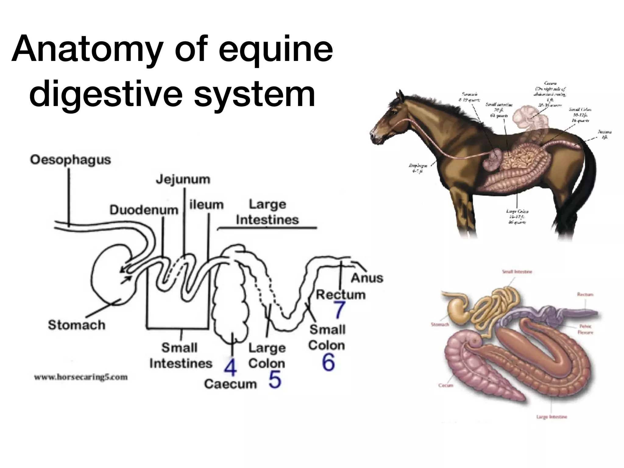 9 examination of digestive system | PDF
