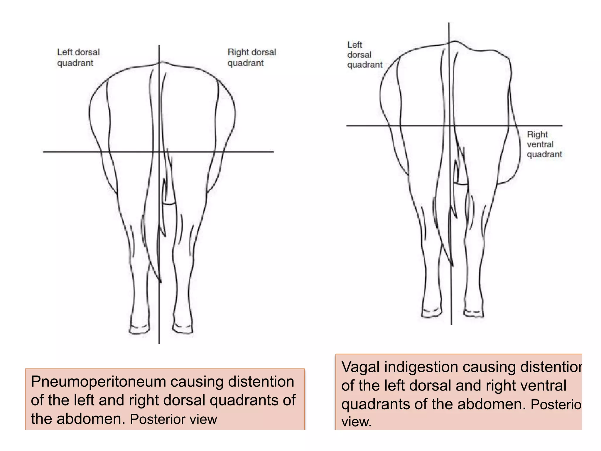 9 examination of digestive system | PDF