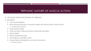 Triphasic Training pp | PPT