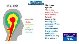 Emma's Brain Presentation | PPT