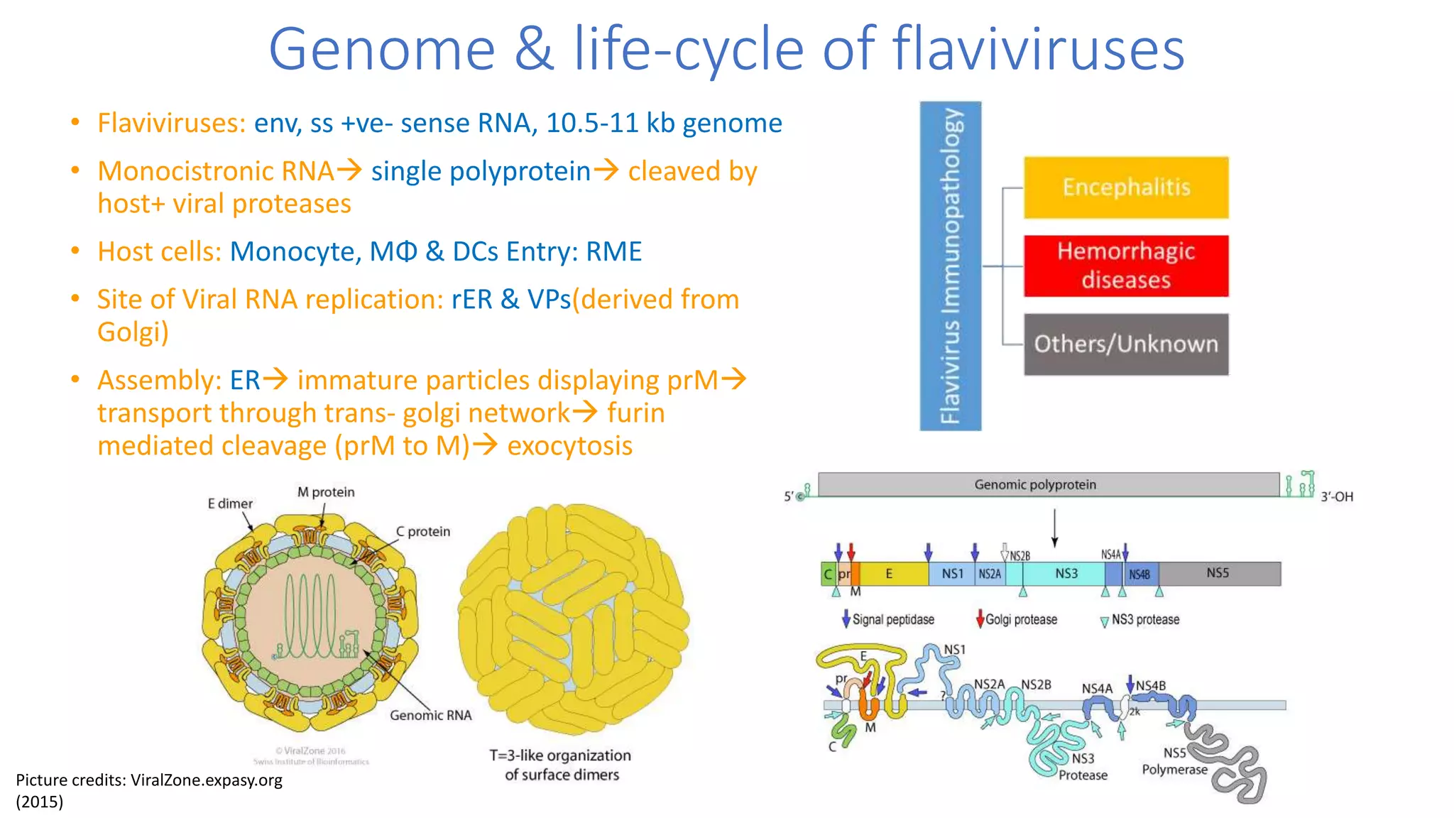 Immune evasion strategies of flaviviruses | PPTX