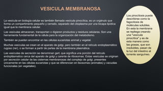 VESICULA_MEMBRANOSA.pptx