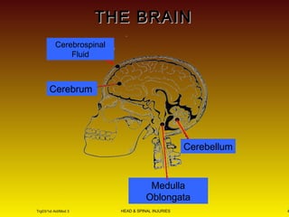 Head and spinal injuries | PPT
