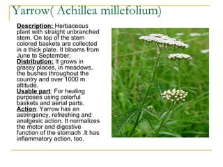 9 herbs in our region 30.08.2013