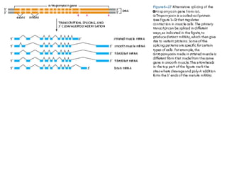 11 how cells read the genome :from DNA to Protein | PPTX