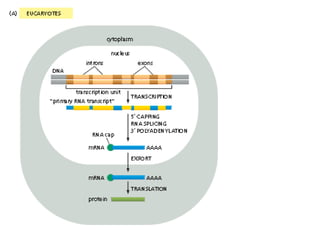 11 how cells read the genome :from DNA to Protein | PPTX