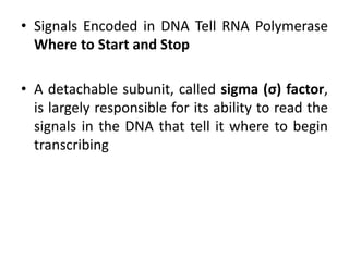 11 how cells read the genome :from DNA to Protein | PPTX