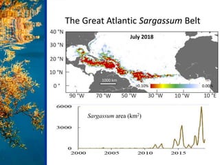 Dr Chuanmin Hu Professor of Oceanography University of South Florida ...