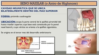 Repaso de anatomía para estudiantes de odontologia | PDF