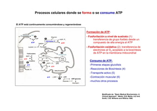 introducción al metabolismo y bioenergética | PDF