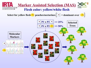 9 irta fruitbreedomics mab services werner howad | PPT