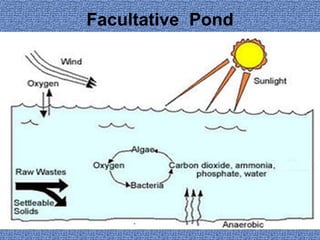 Waste Stabilisation pond design | PPTX