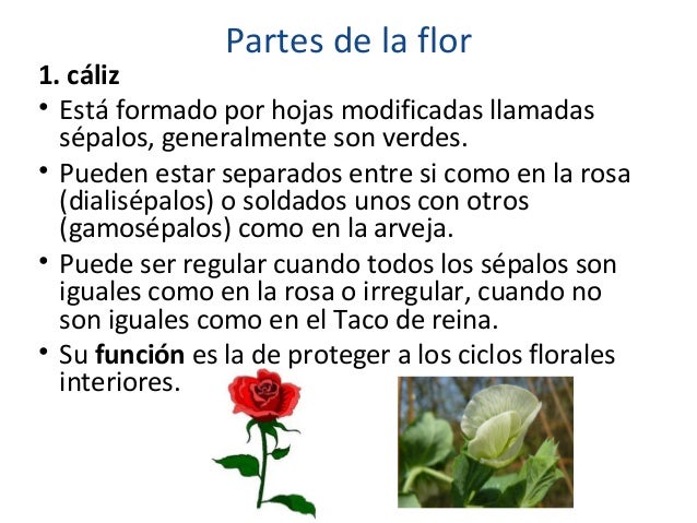 Cuales son las partes de una rosa - Imagui
