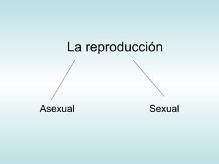 9 la perpetuación de la vida, la reproducción de los animales | PPT