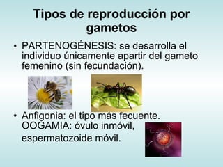 9 la perpetuación de la vida, la reproducción de los animales | PPT